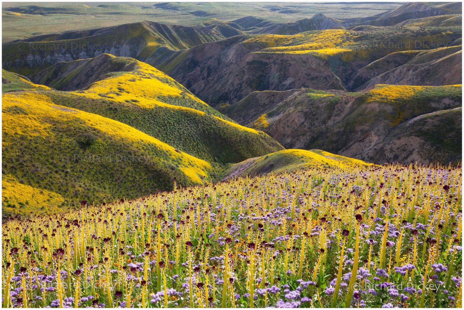 Feral Flowers – California Wildflower Landscape Photography Gallery